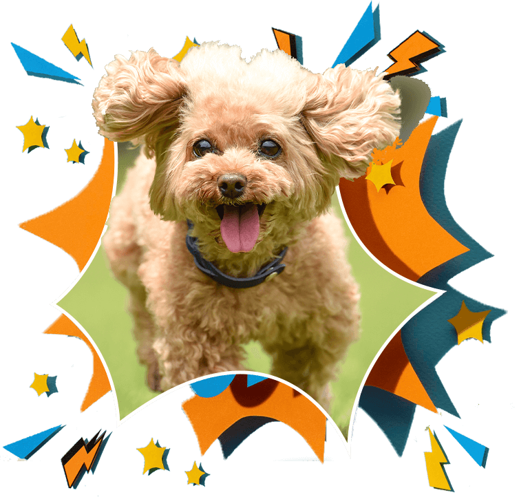 Get ESA Approval Now For Only $97!