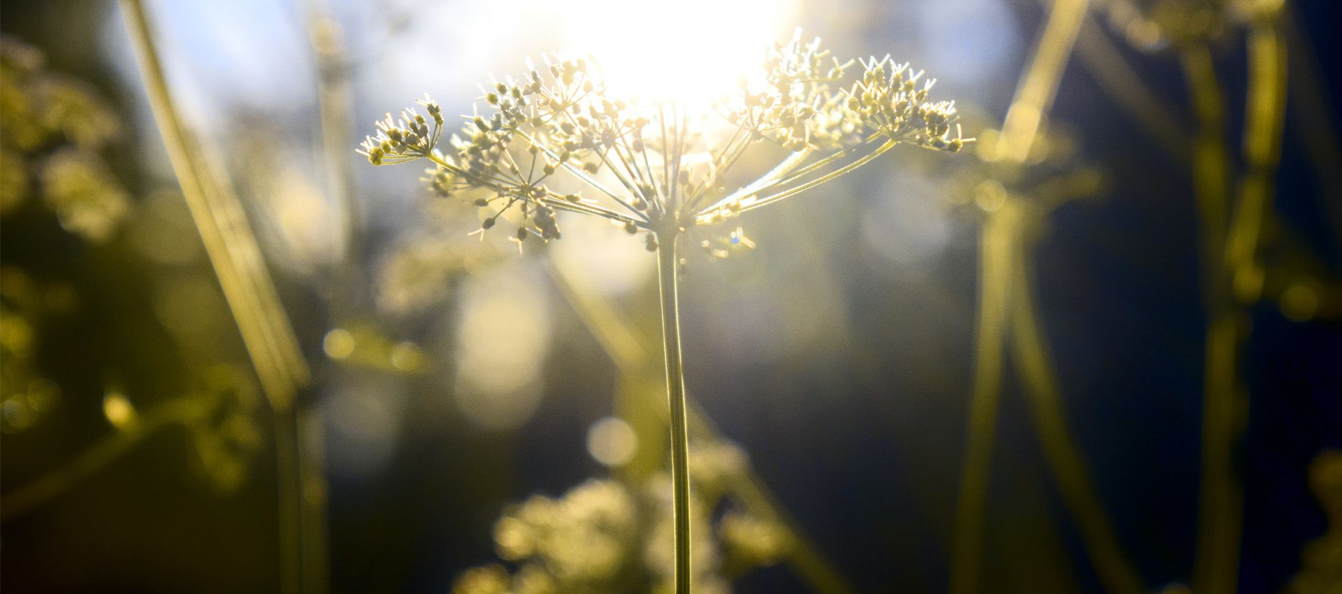 The Alchemy of the Heart