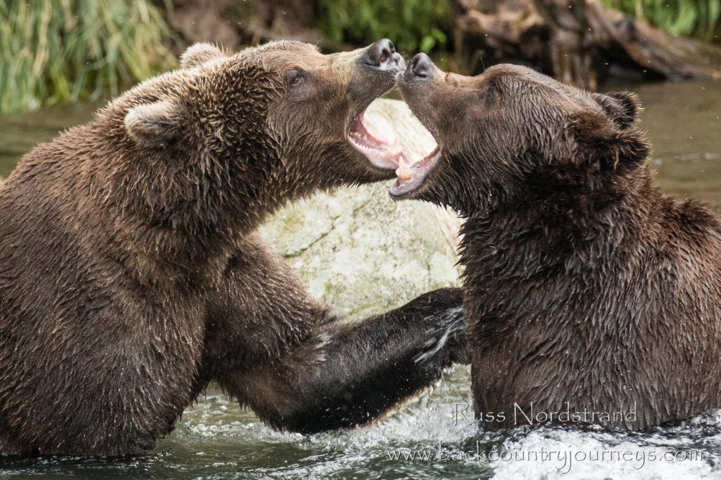 Alaskan Bear Photography Trips