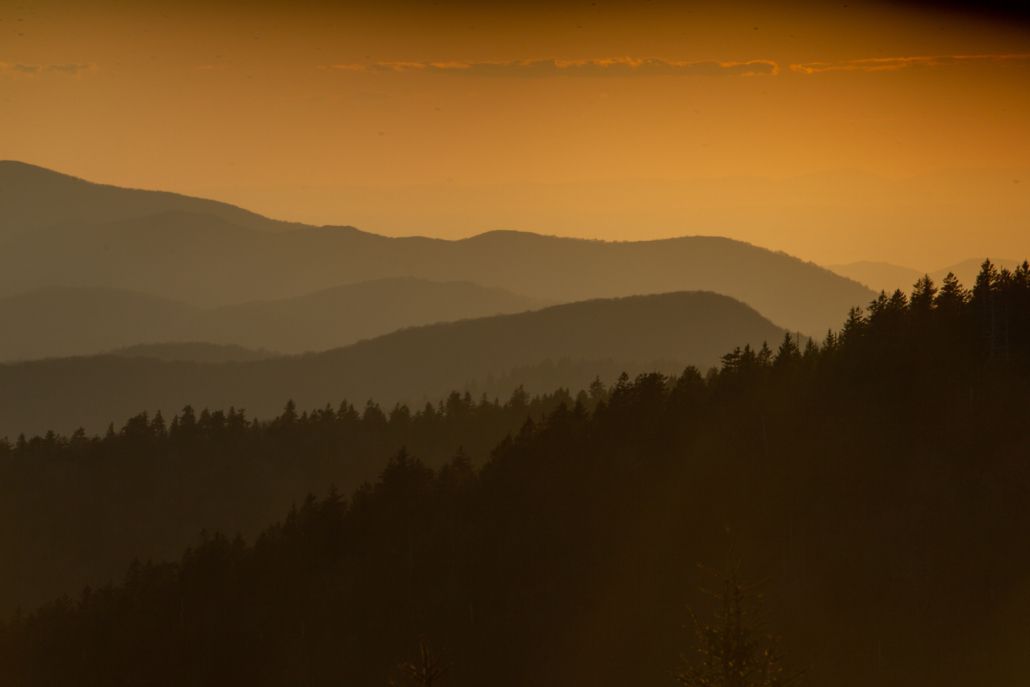 Trip Report: Spring in the Great Smoky Mountains -April 2021