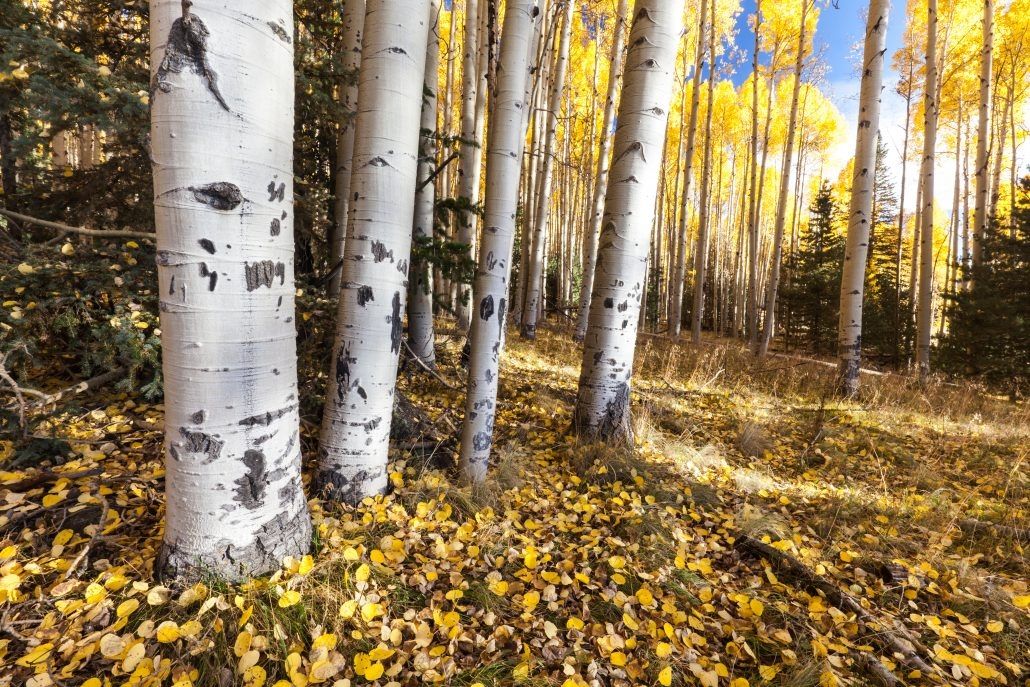 Quaking Aspen