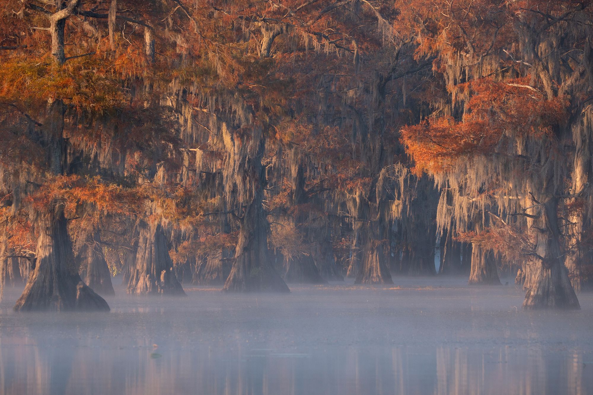 Southern Cypress Swamps: Caddo Lake Photo Workshop
