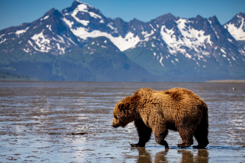 Trip Report: Brown Bears of Alaska: Lake Clark – June 2021