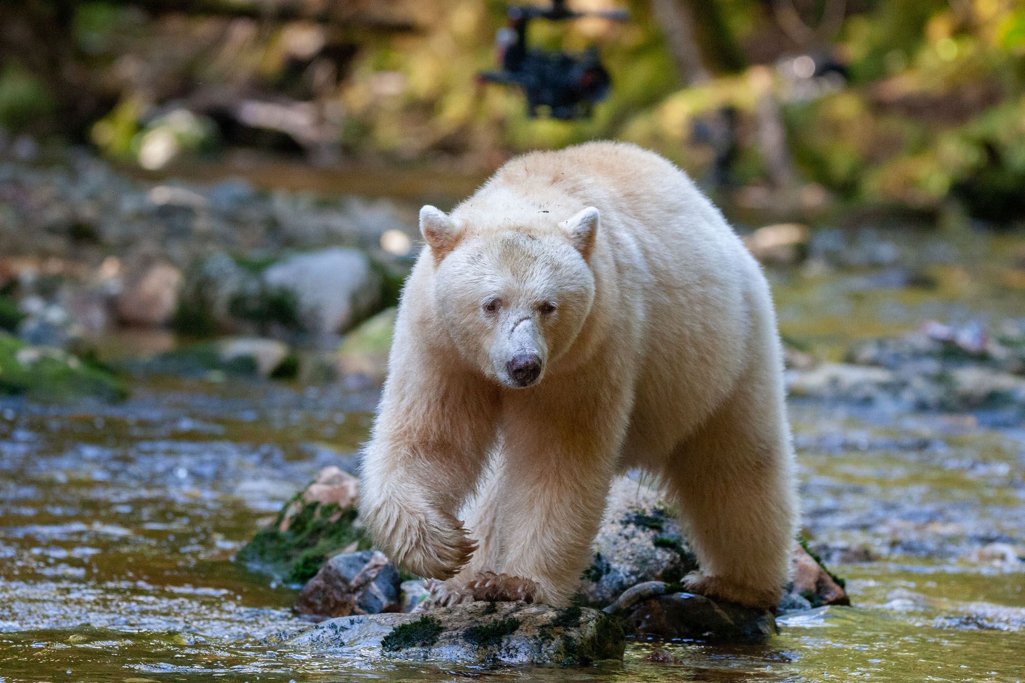 New Trip Announcement: Great Bear Rainforest: Spirit Bear Photo Expedition