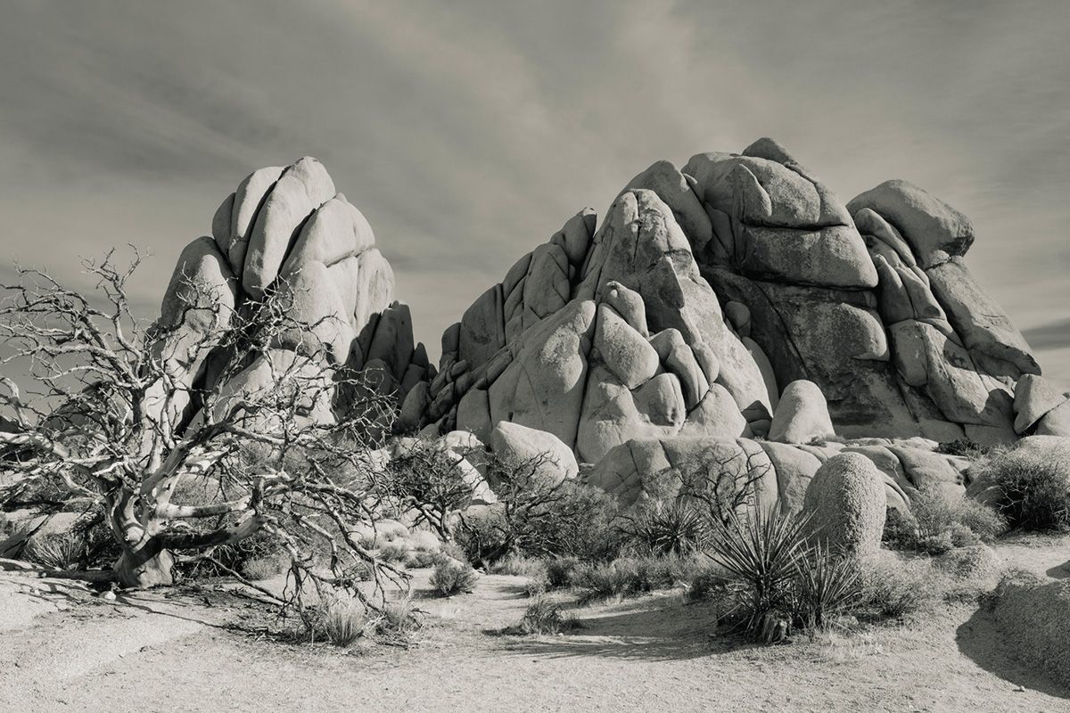 Trip Report: Winter Desertscapes: Death Valley & Joshua Tree - December ...