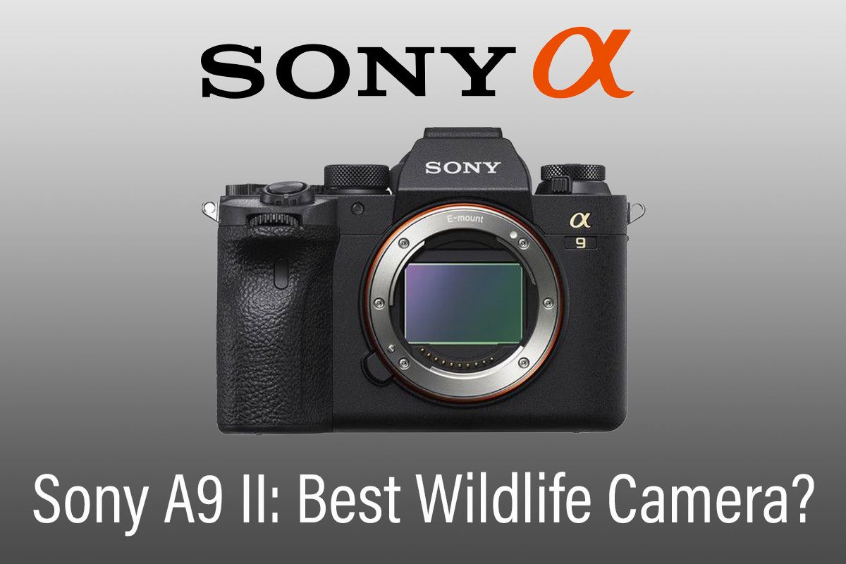 The Sony A9 II: The Best Wildlife Camera Body Available?