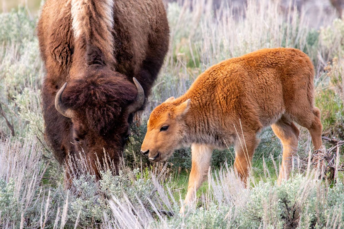 Photographing Wildlife of the Greater Yellowstone Ecosystem