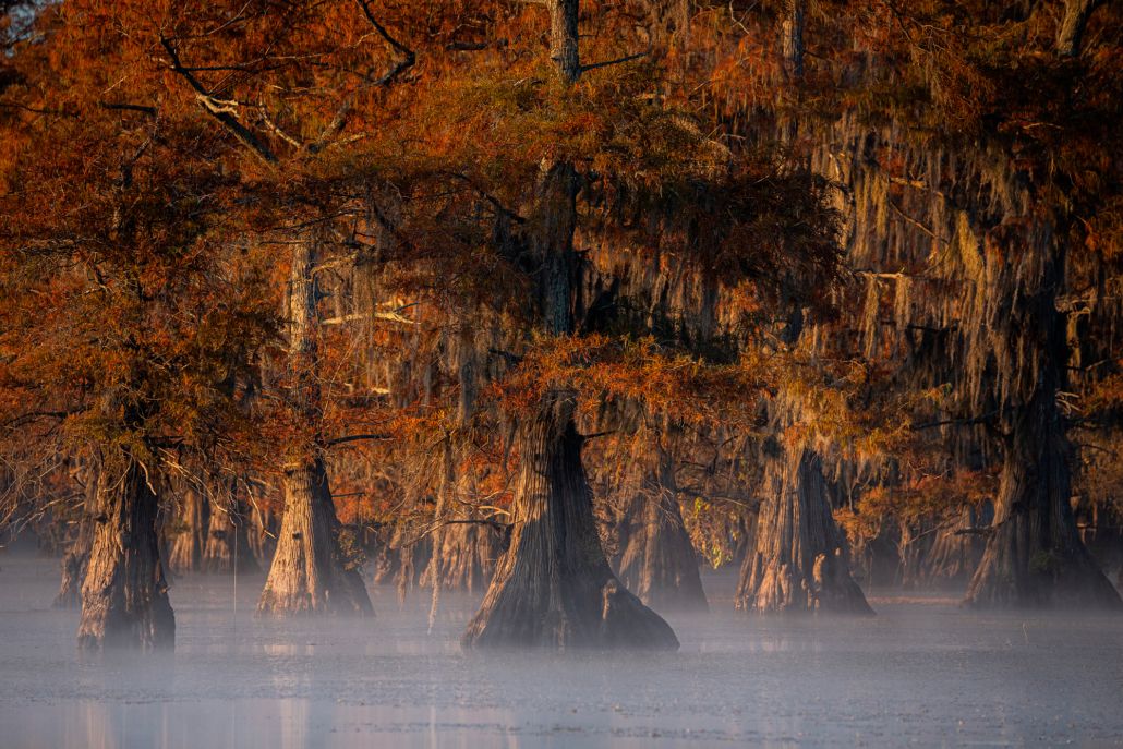 New Trip: Southern Cypress Swamps