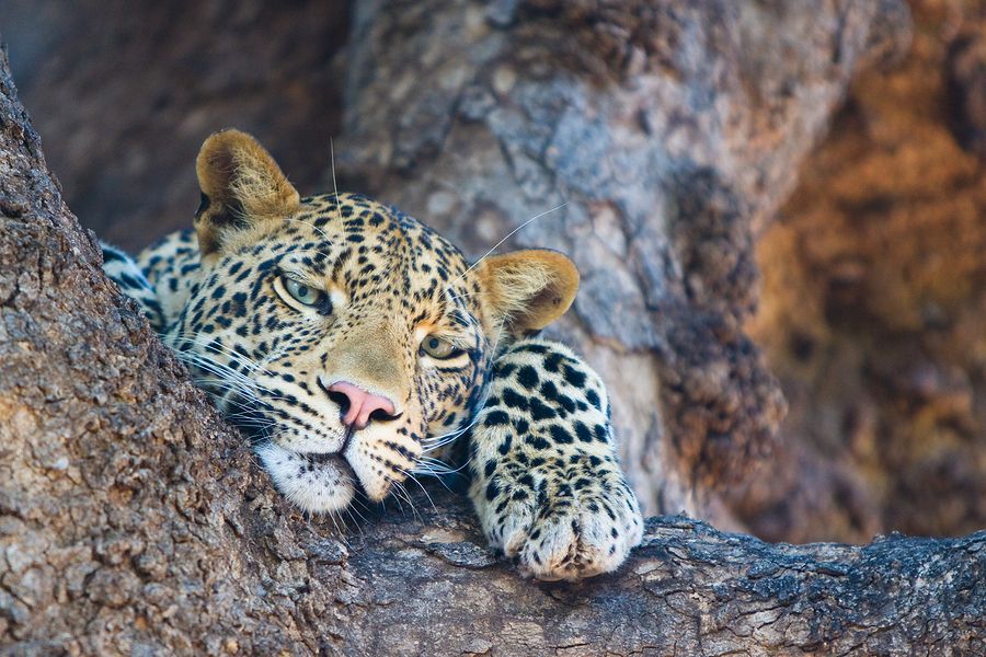 Big Cats of Africa Photo Safari