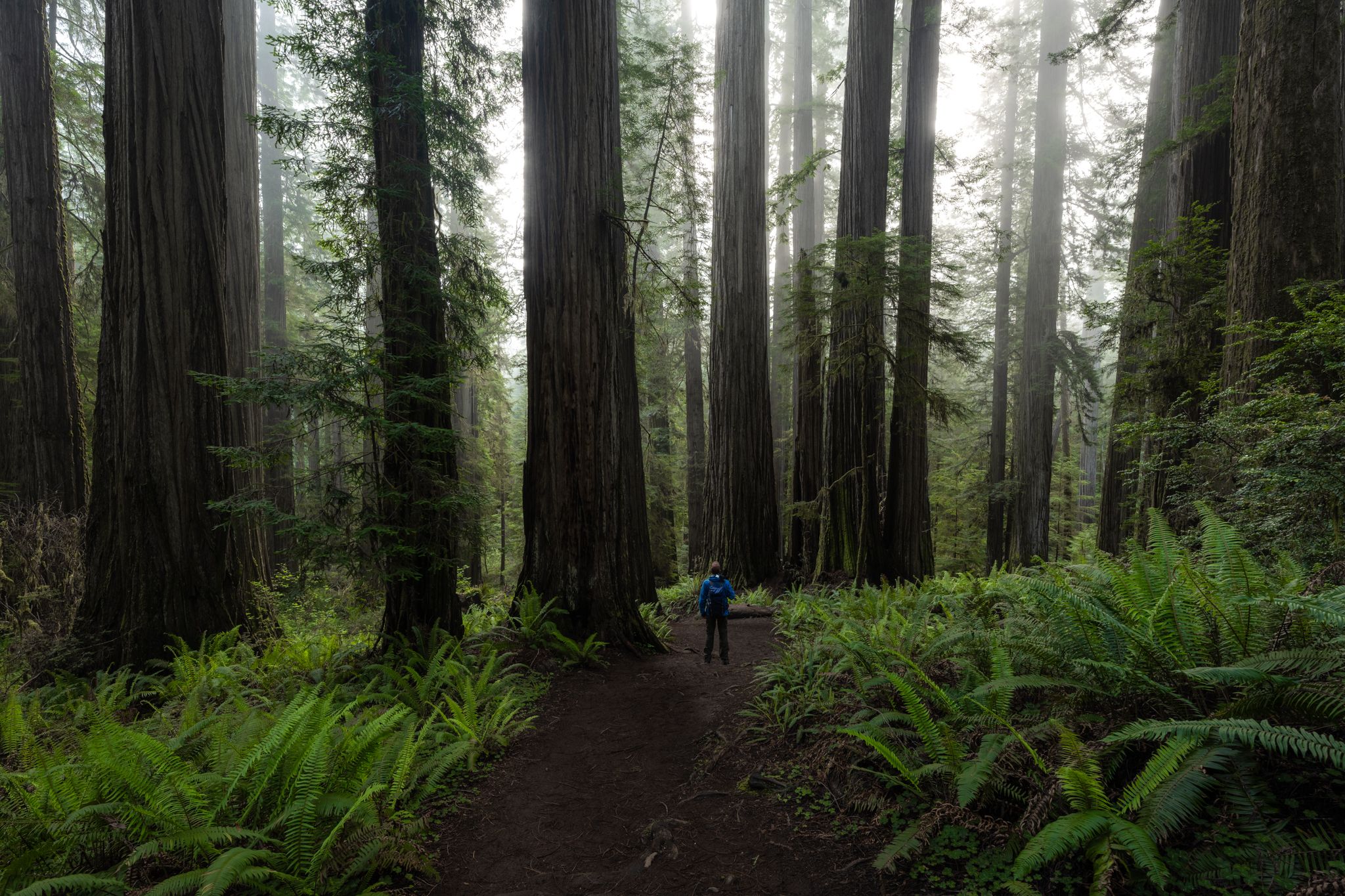 The Redwoods of California Photo Workshop