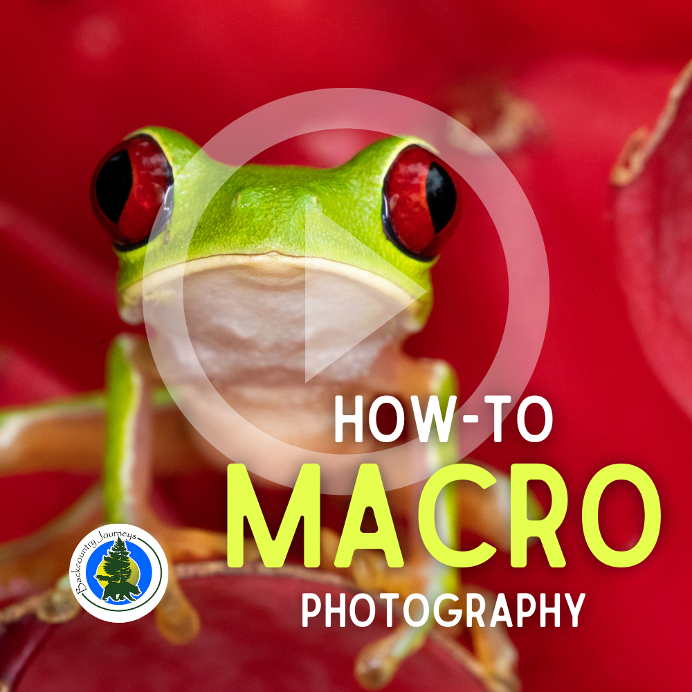 Macro Photography | Tips for Wildlife