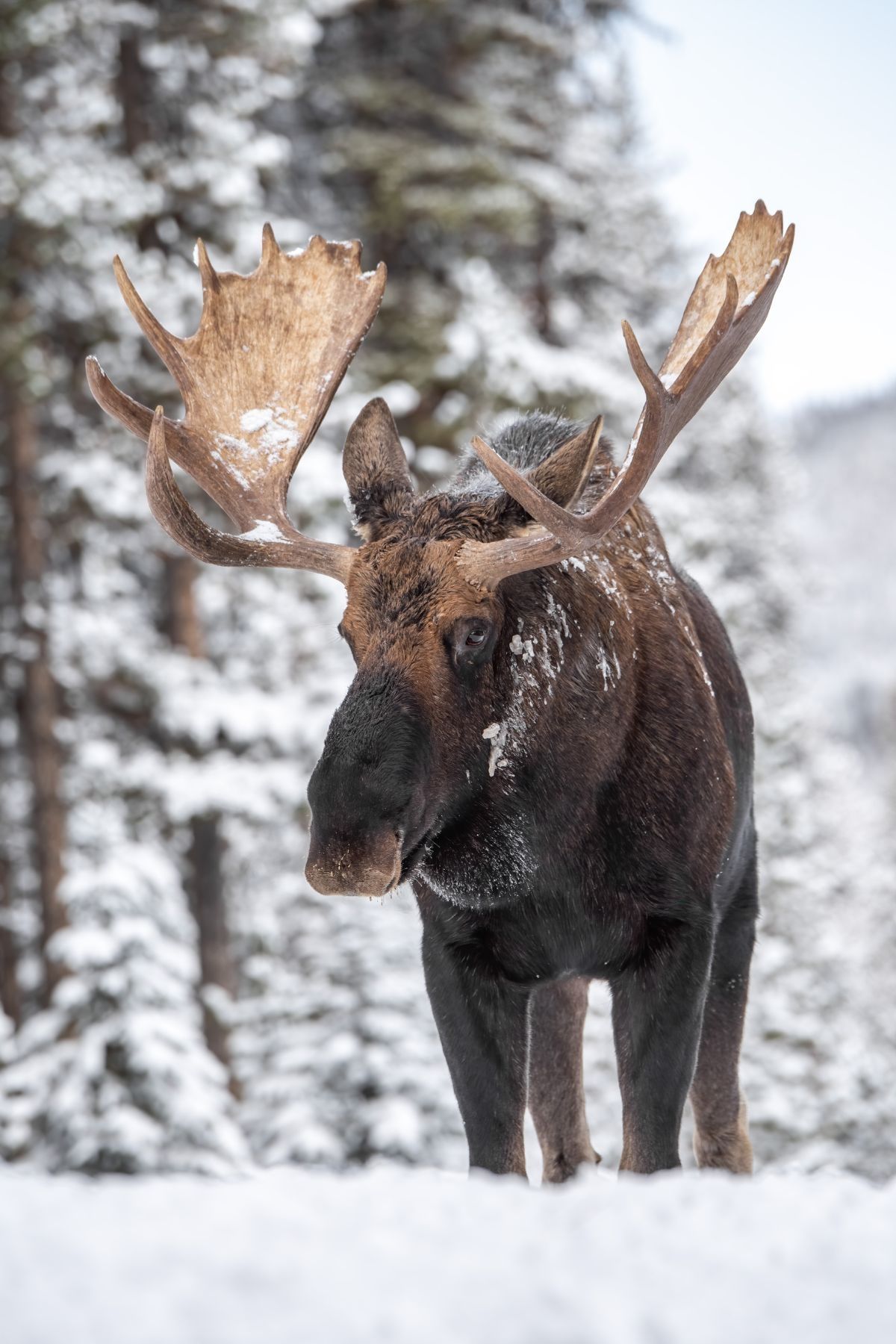 Bull Moose Workshop: Winter Wildlife of Grand Teton