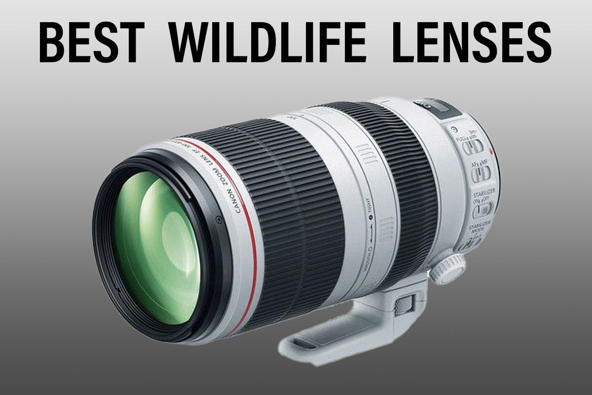 Top 10 Lenses For Wildlife Photography at Ethan Flake blog