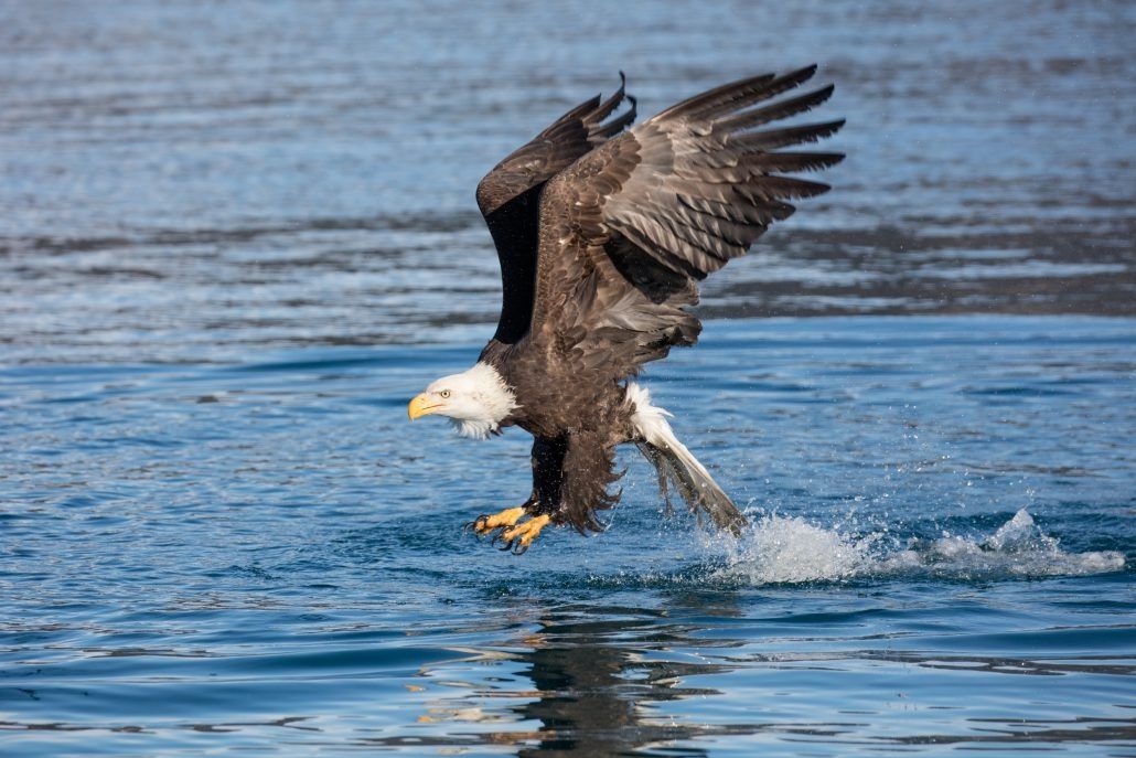 Alaskan Bald Eagles