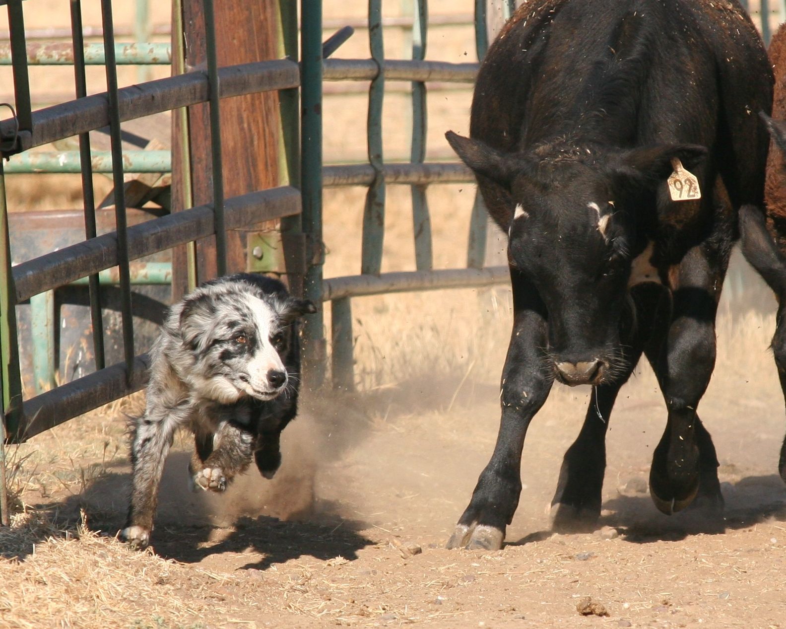 Sliding S Aussies-Stockdog Kennel of Excellence