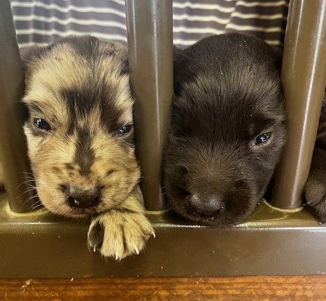 Full Pincie Creek Pedigree pups