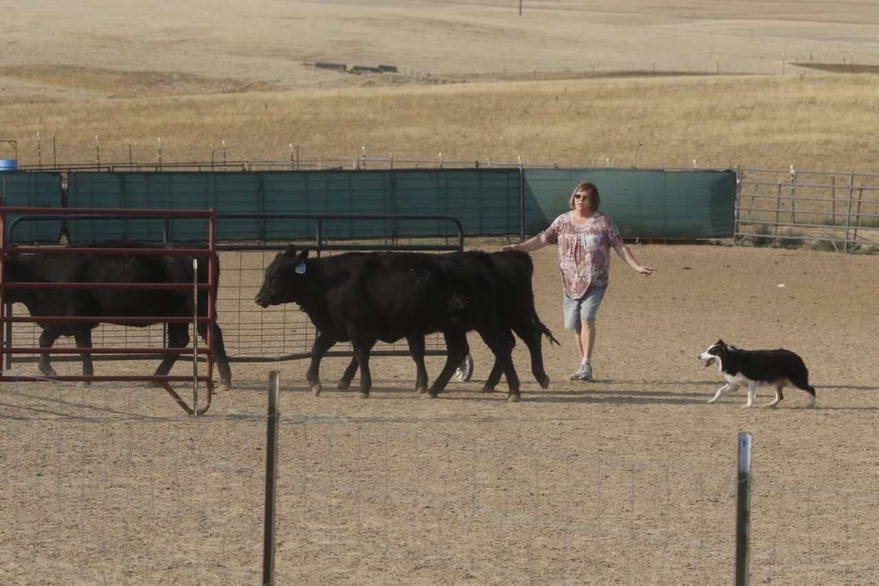 Stockdog Herding School
