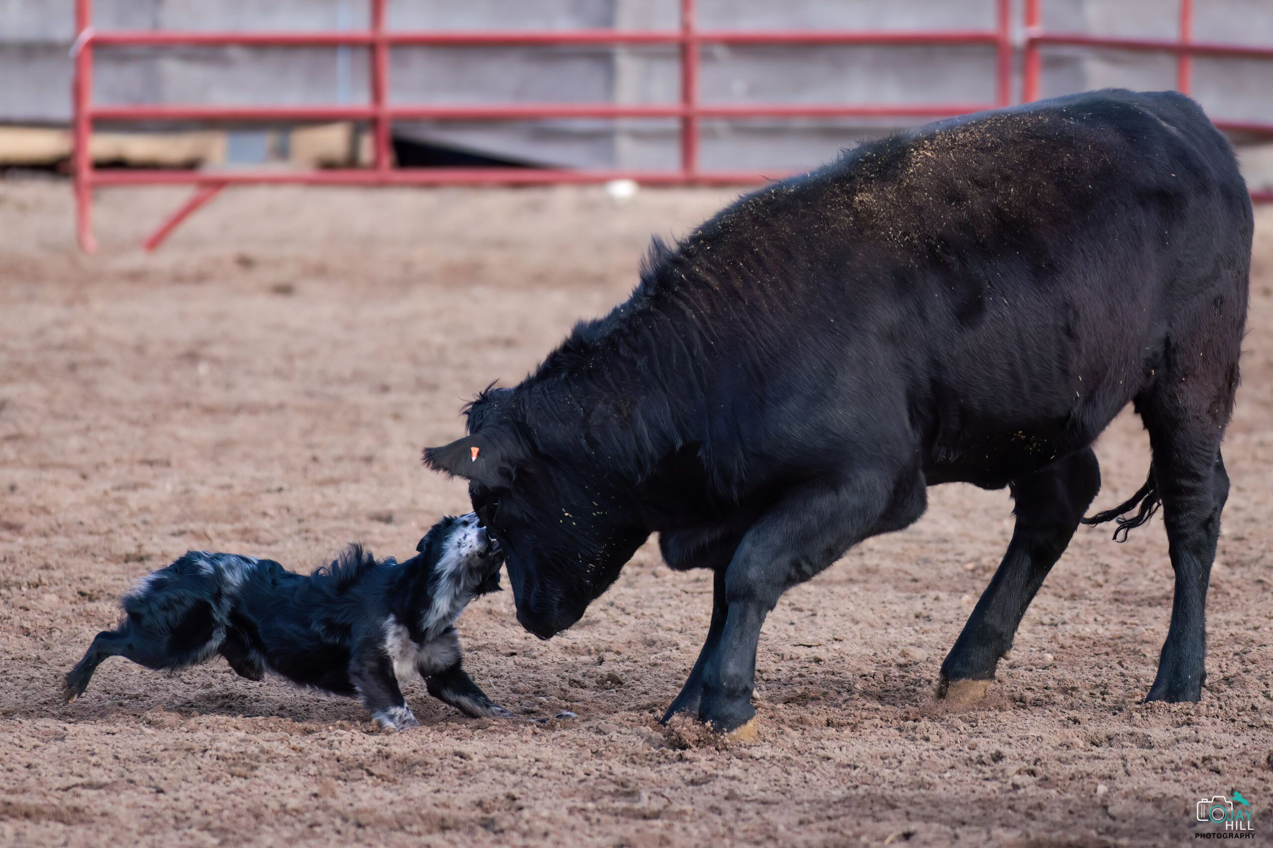 Old bloodlines up close, Pincie Creek, Woods, Hangin Tree. Working parents.