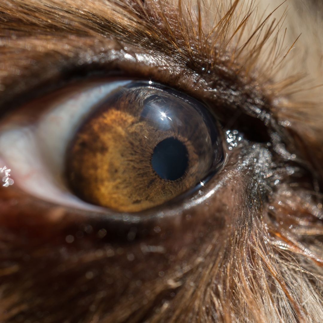 The Secret Behind Your Dog’s Eyes: Understanding the Third Eyelid