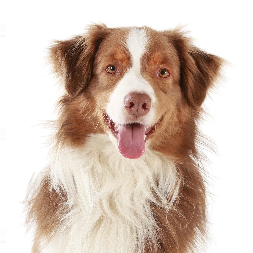 Home- Working Aussie Source