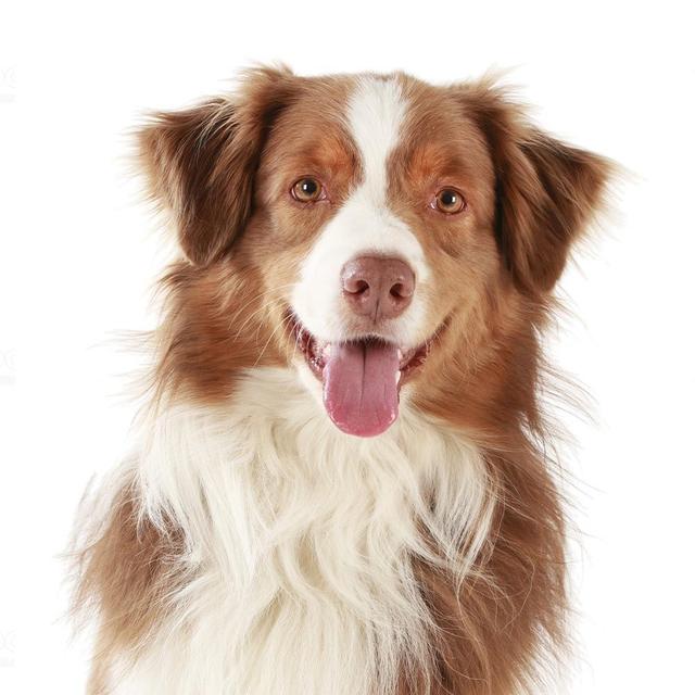 Home- Working Aussie Source