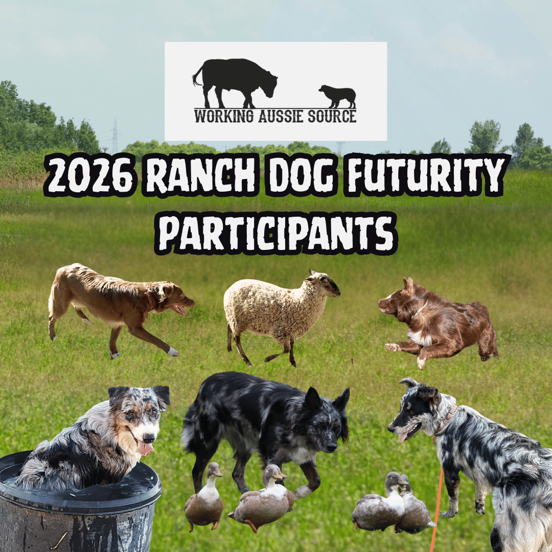 Home- Working Aussie Source