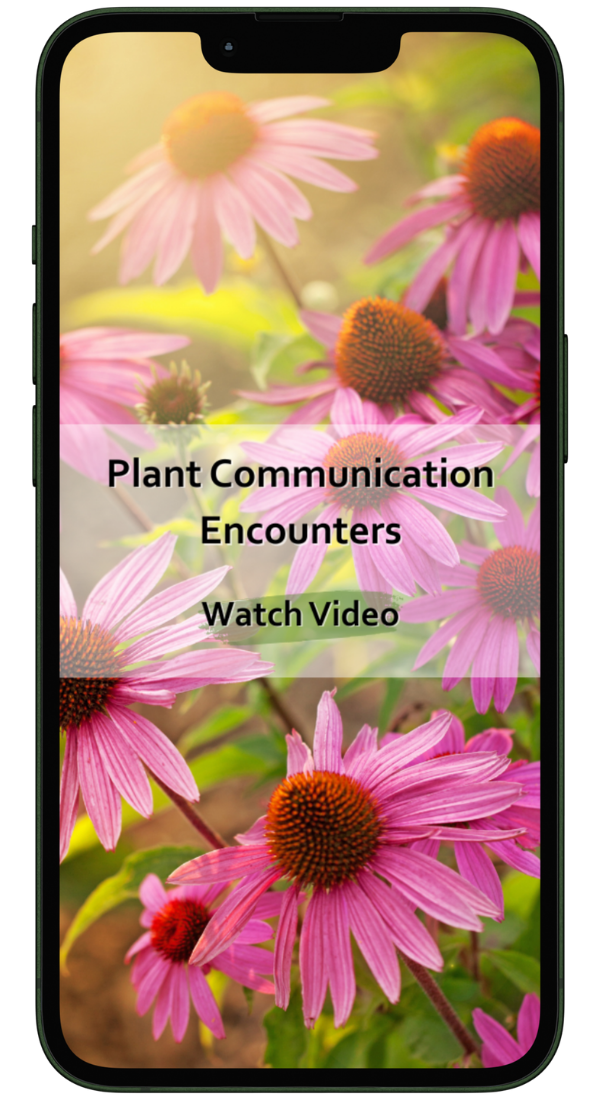 Plant Communication and Your Herbal Studies Workshop