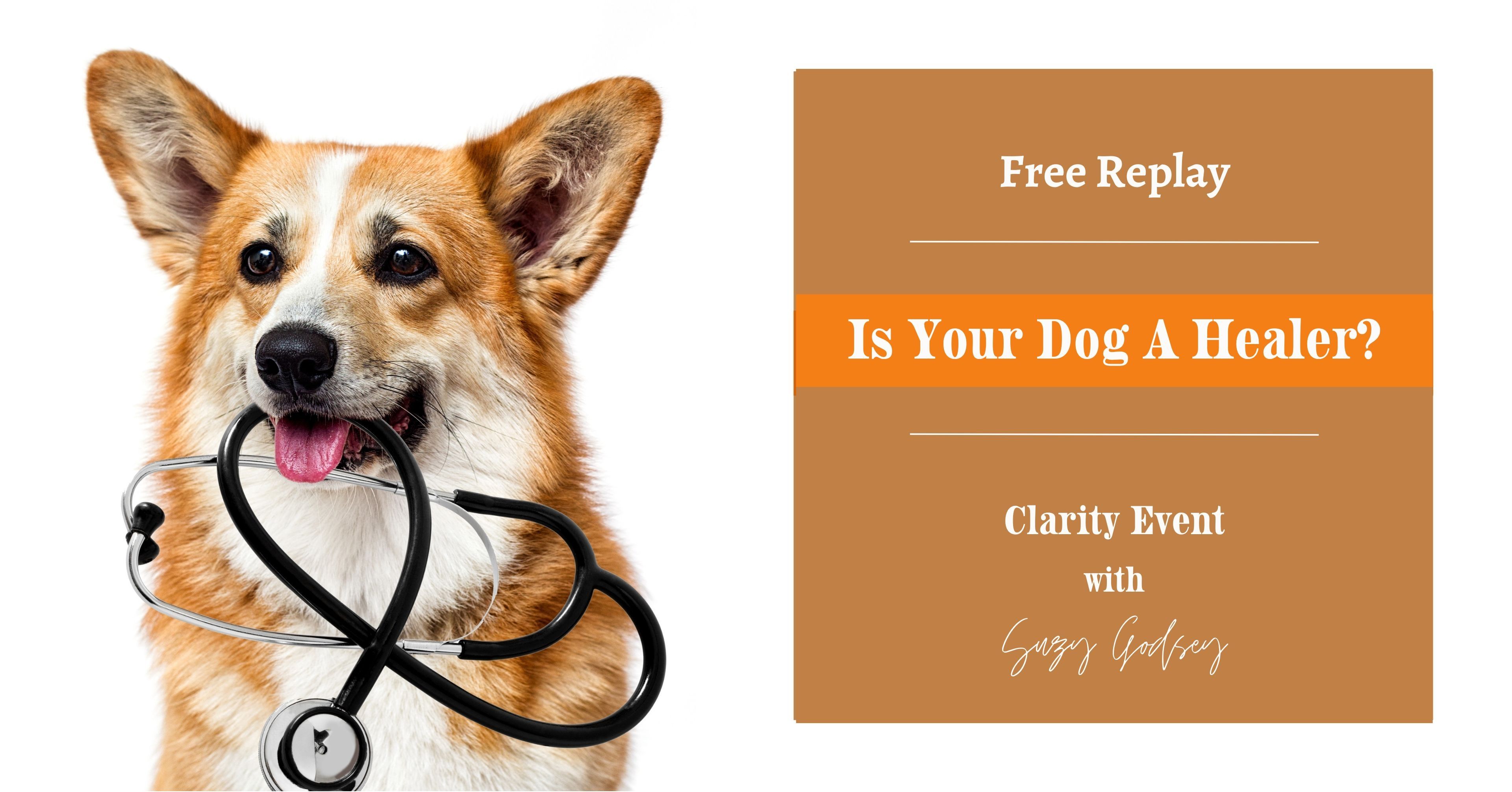 Is Your Dog A Healer?